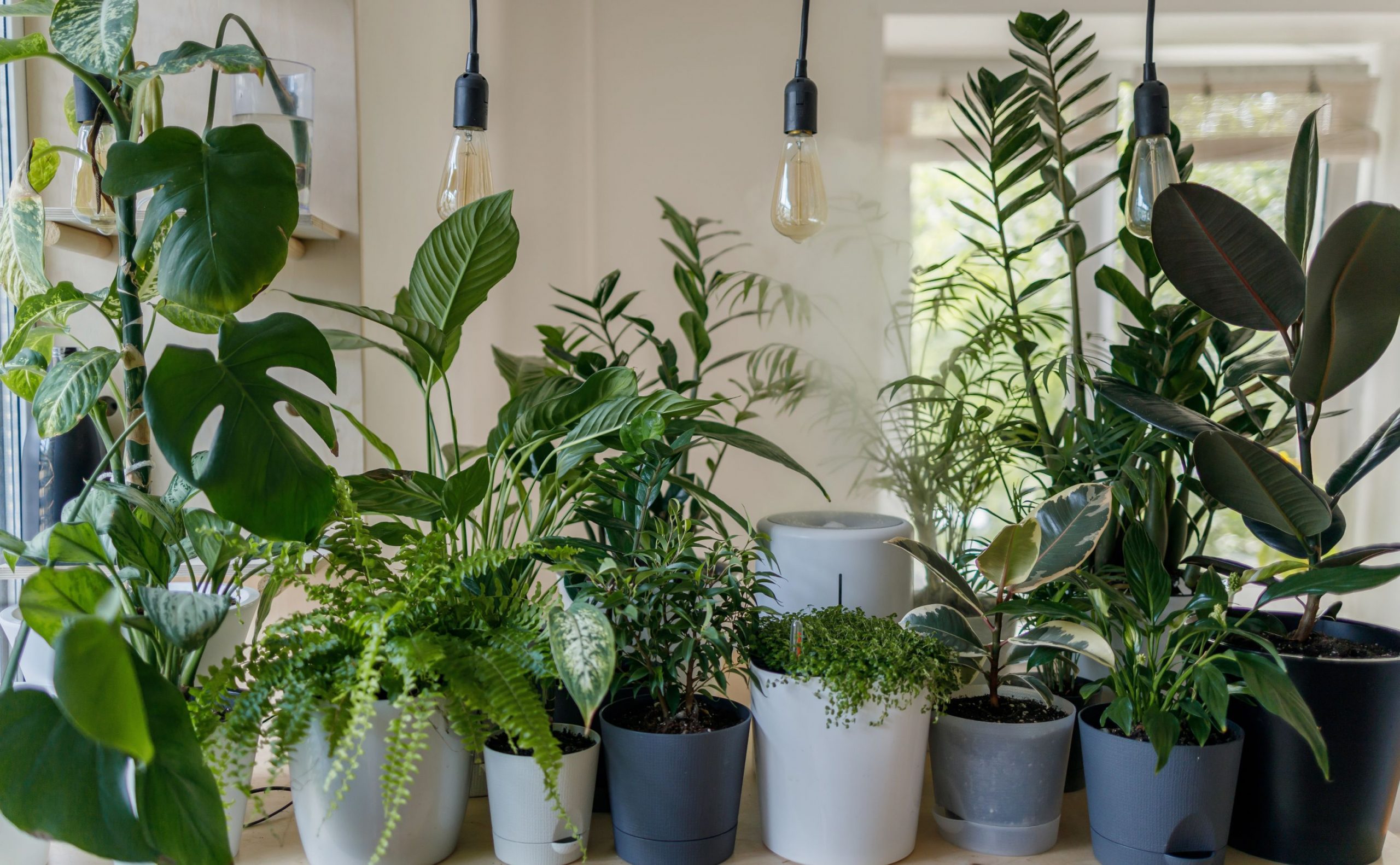 5 Tips To Actually Keep Your Indoor Plants Alive Aztec Plants 5 Tips To Actually Keep Your Indoor Plants Alive Aztec Plants