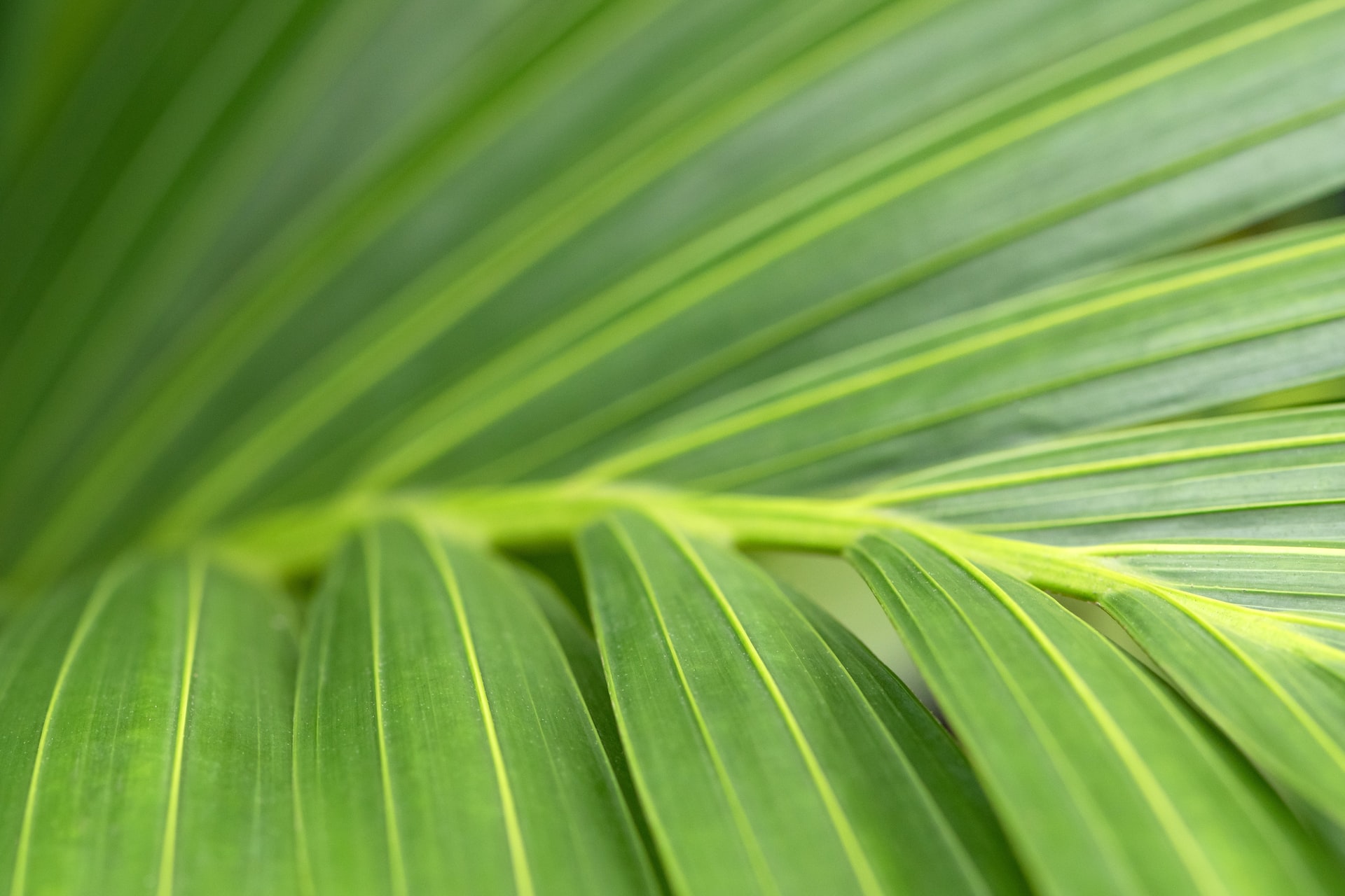 Kentia Palm (Howea Fosteriana) - Aztec Plants