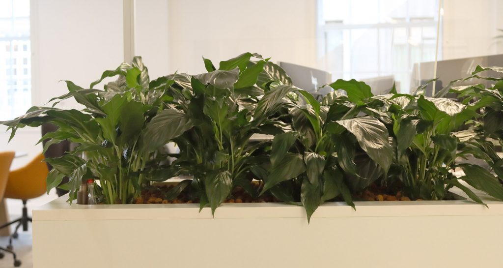 Weatherbys, London - Aztec Plants