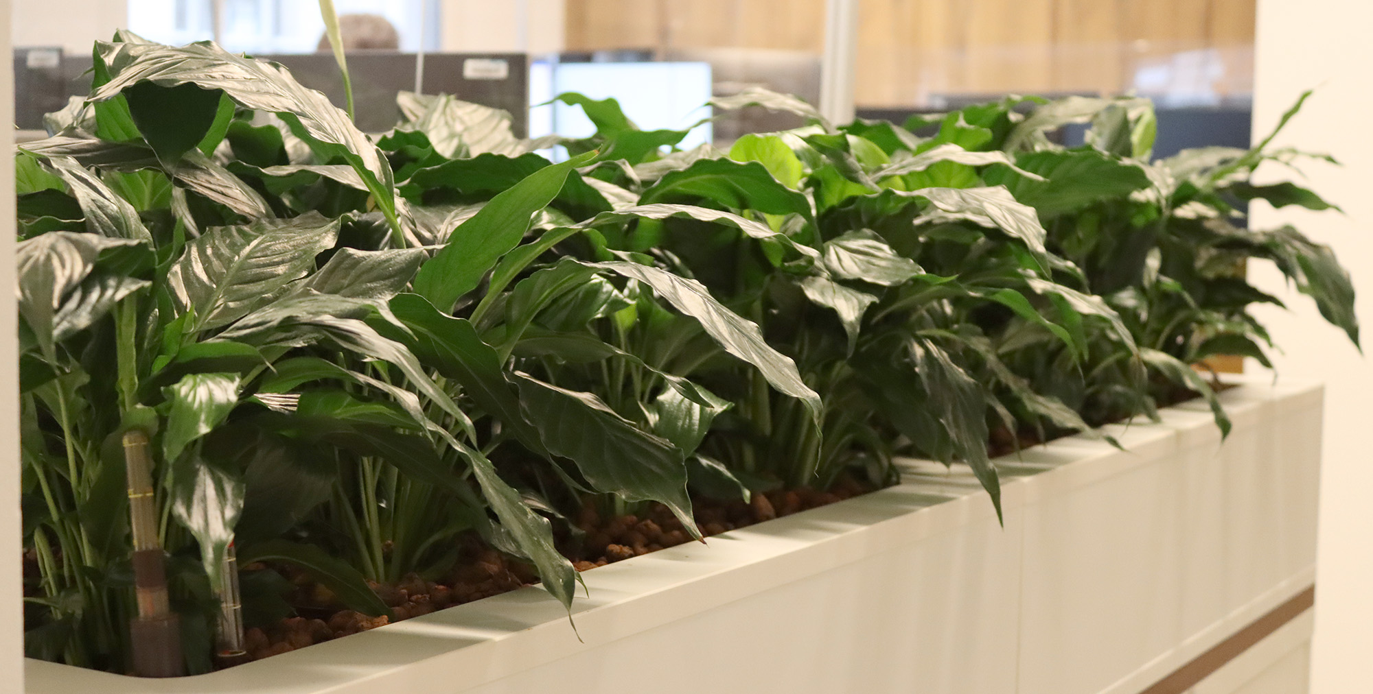 Weatherbys, London - Aztec Plants