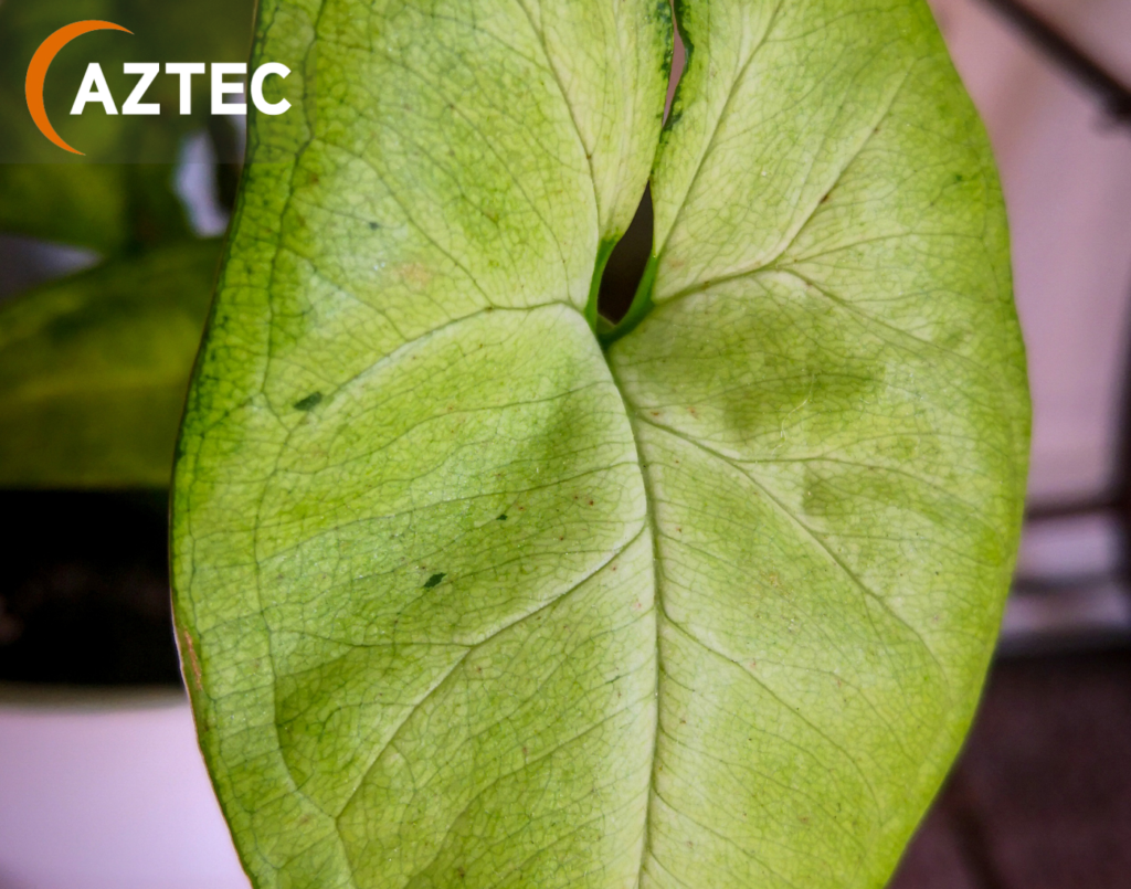 Arrowhead Plant - Aztec Plants