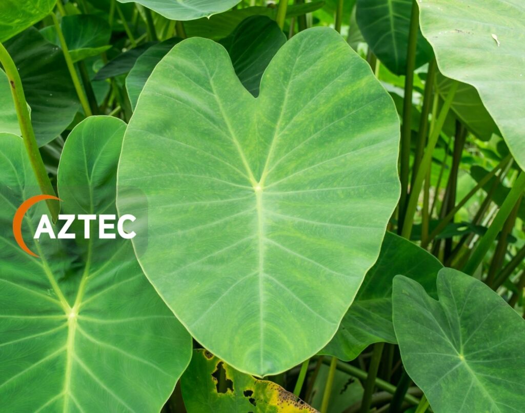 Elephant Ear Plants - Aztec Plants