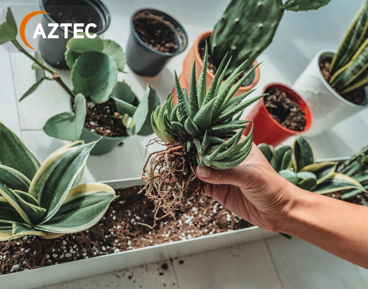 The Crucial Role Of Proper Irrigation In Plant Health - Aztec Plants