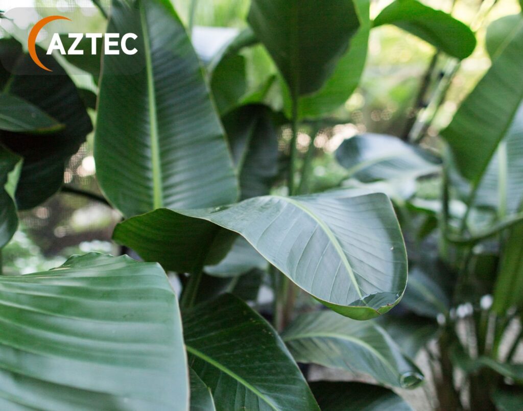 Bird Of Paradise - Aztec Plants