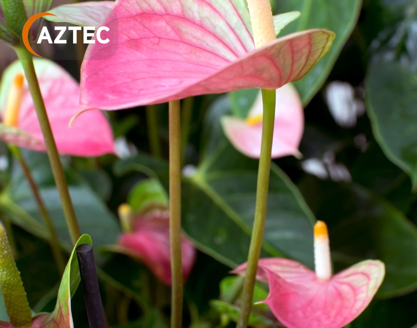 Flamingo Flower - Aztec Plants