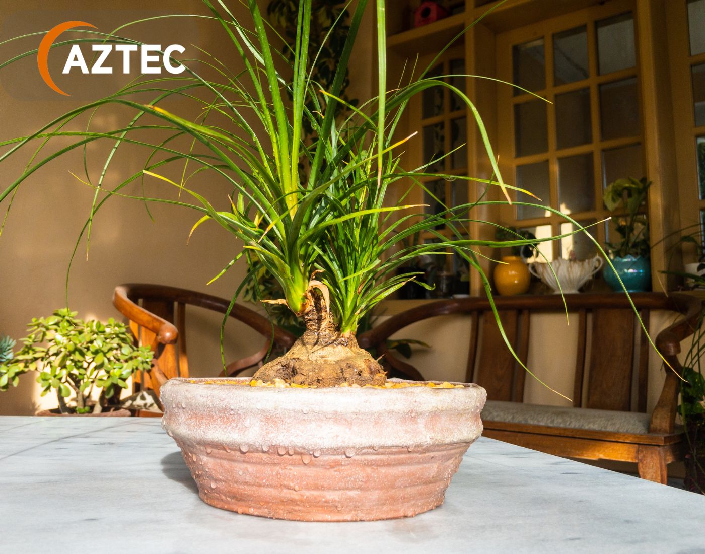 Ponytail Palm - Aztec Plants