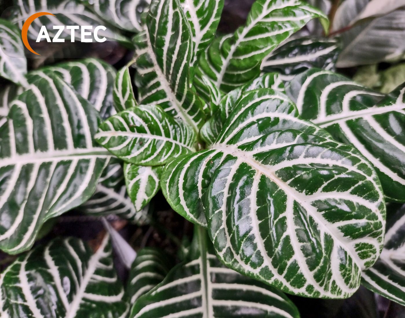 Zebra Plant | Aztec Plants
