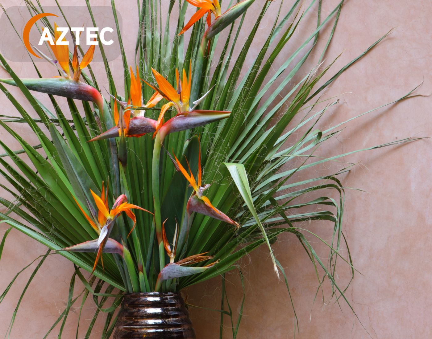 Bird Of Paradise - Aztec Plants