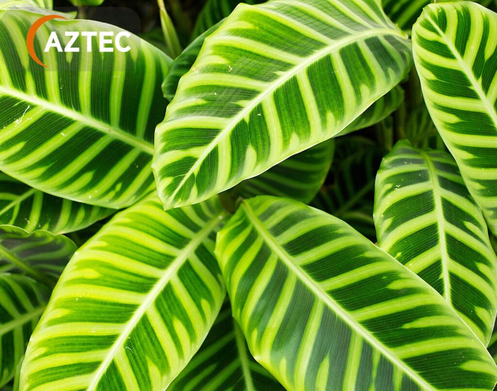 Zebra Plant | Aztec Plants