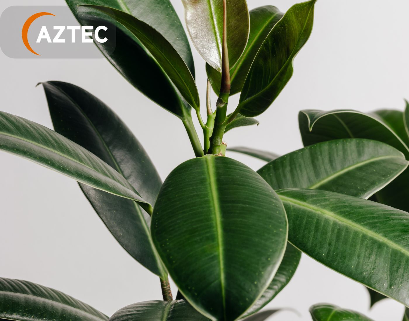 Rubber Tree - Aztec Plants