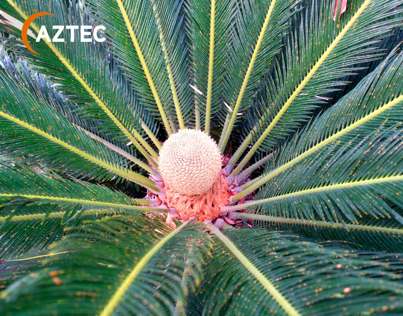 Sago Palms - Aztec Plants