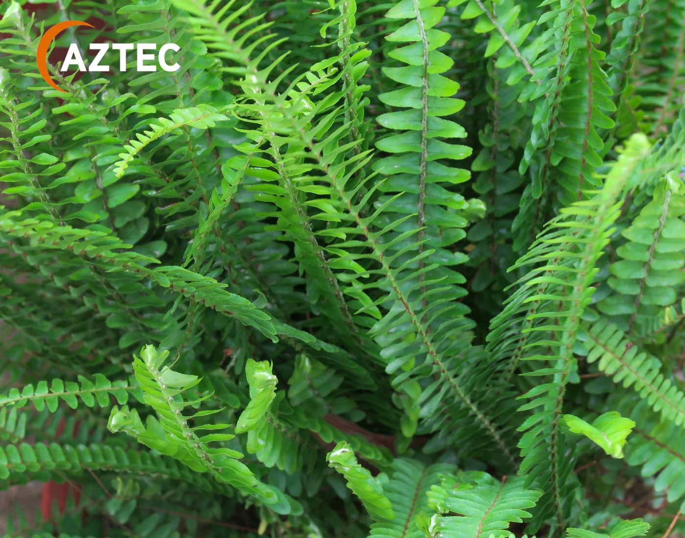 Boston Fern - Aztec Plants