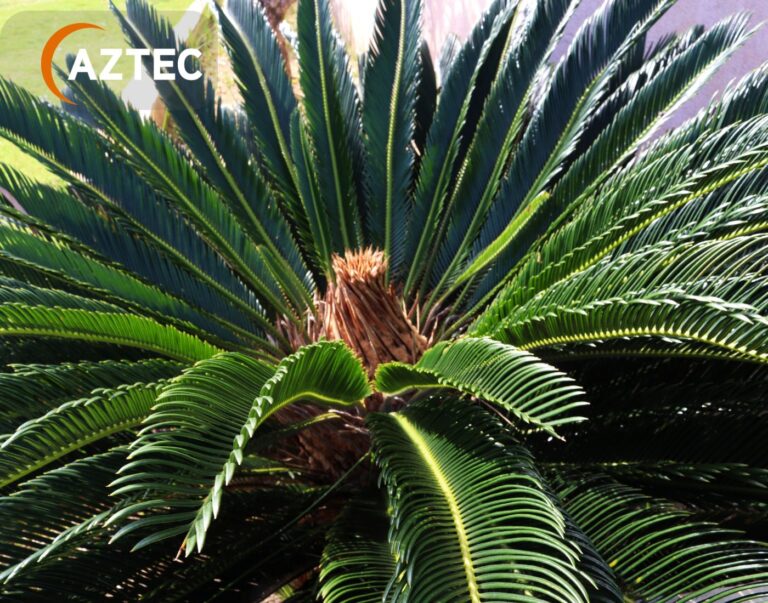 Sago Palms - Aztec Plants