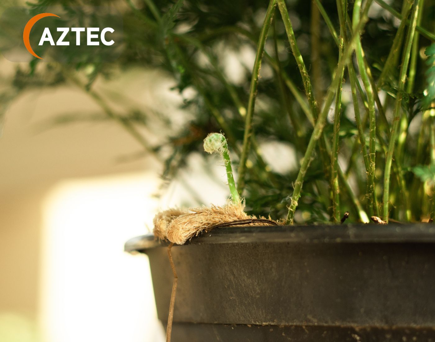 Rabbit's Foot Fern - Aztec Plants