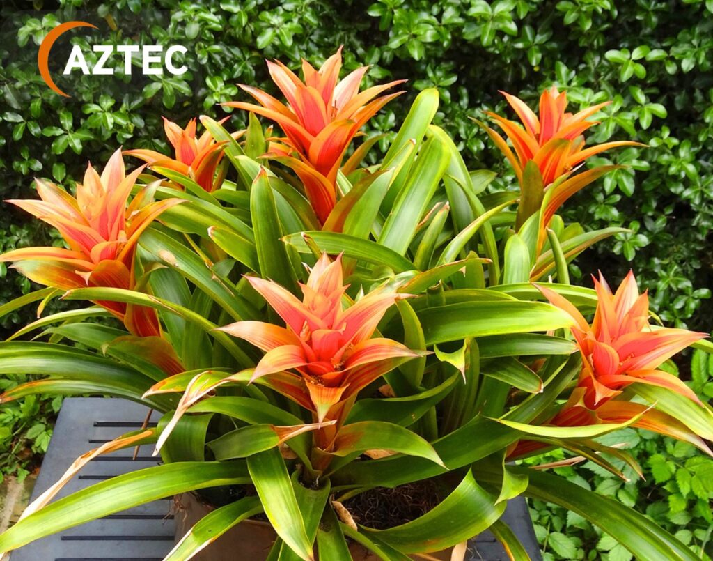Bromeliad - Aztec Plants