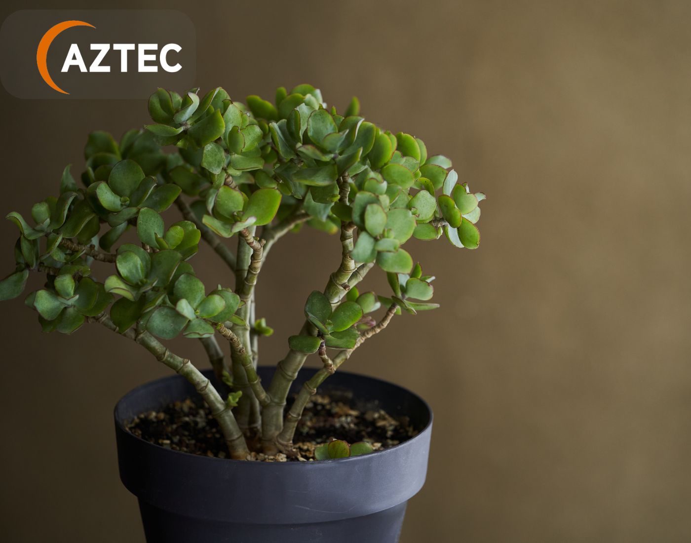 Jade Plant - Aztec Plants