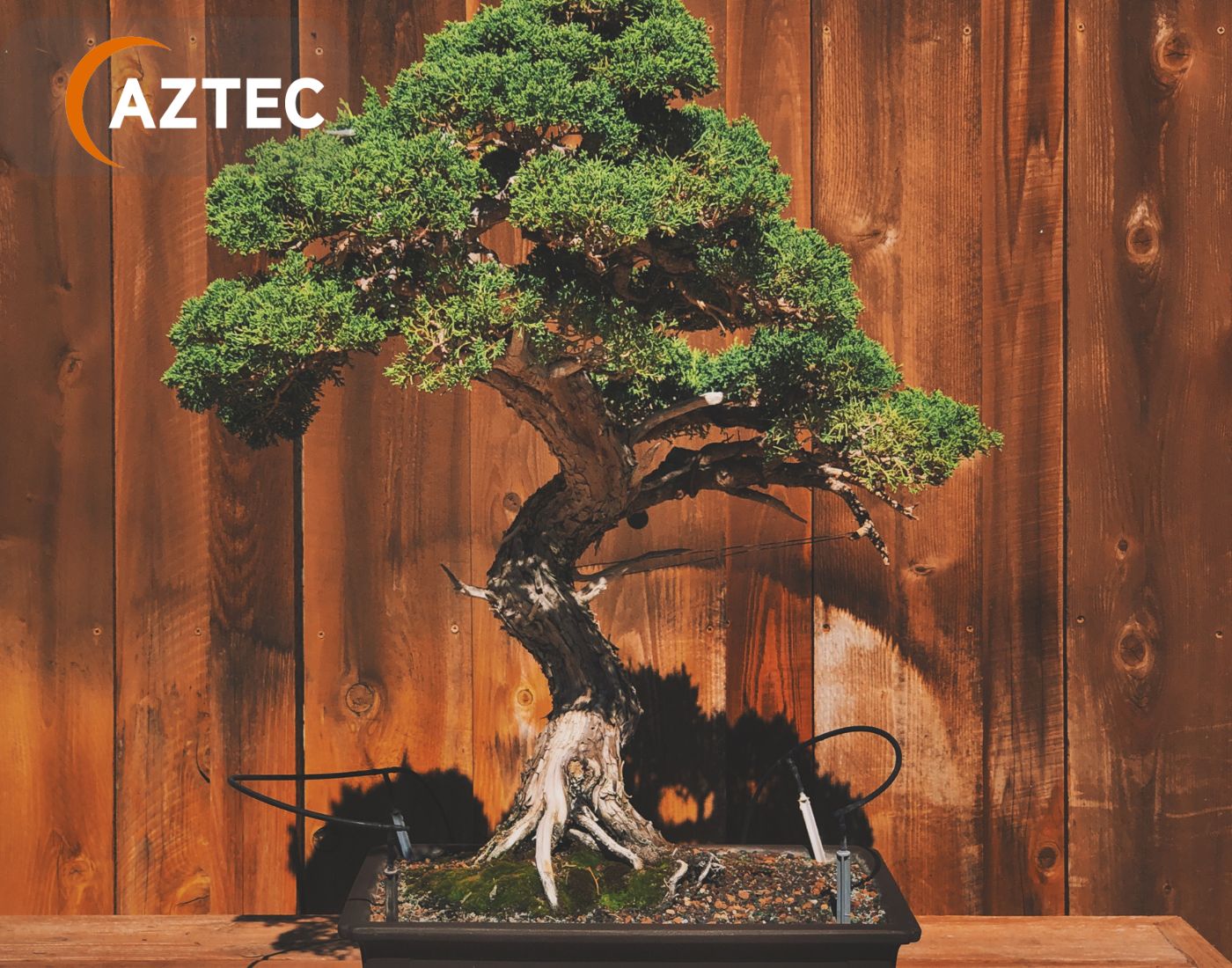 Juniper Bonsai - Aztec Plants