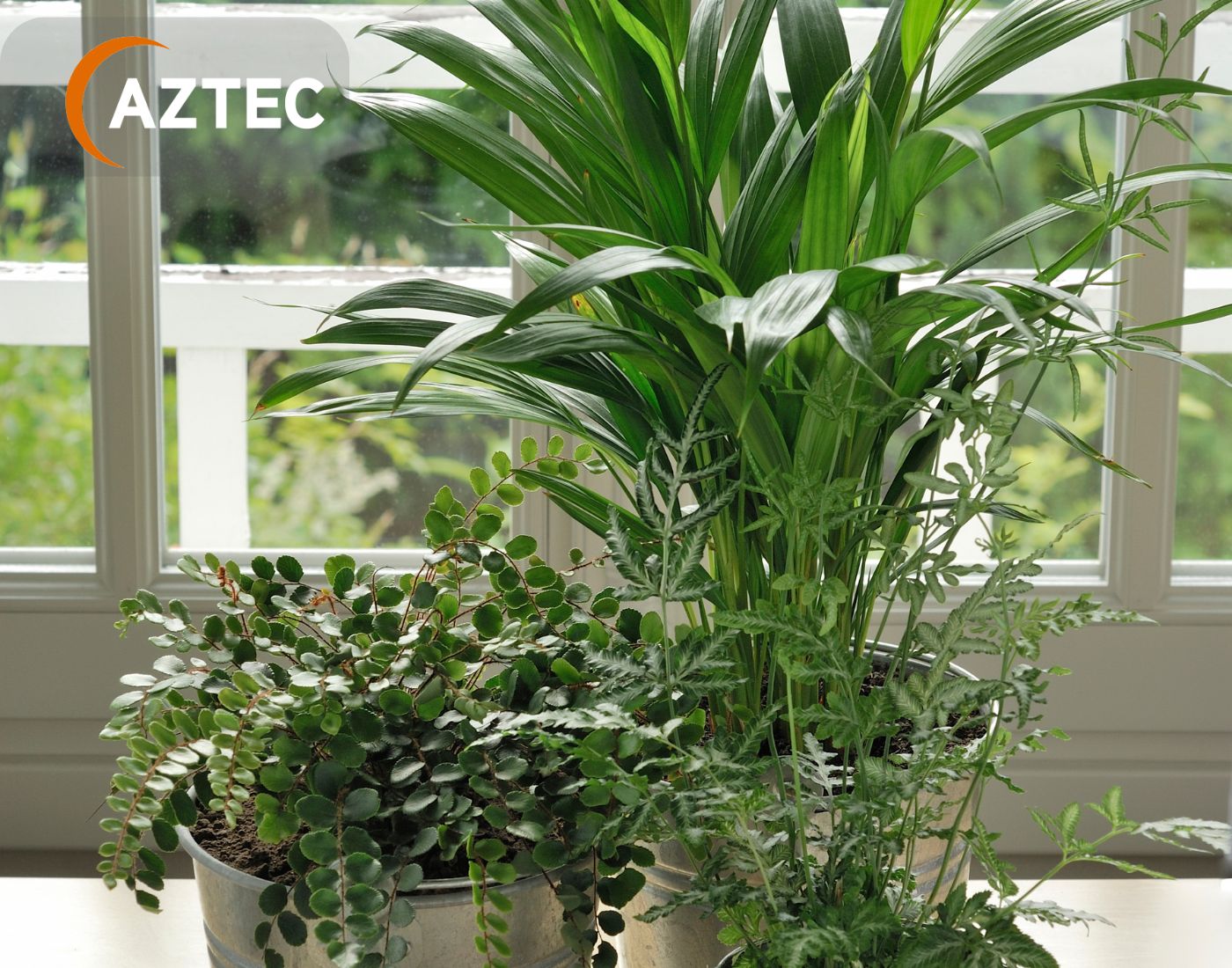 Lady Palm - Aztec Plants