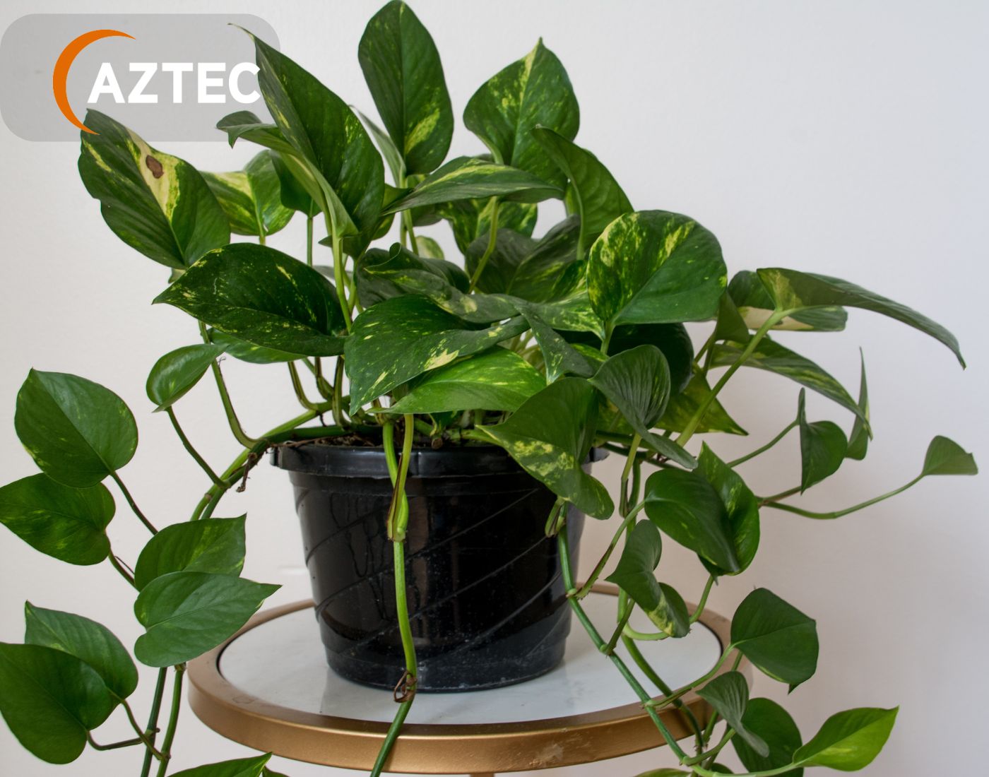 Golden Pothos - Aztec Plants