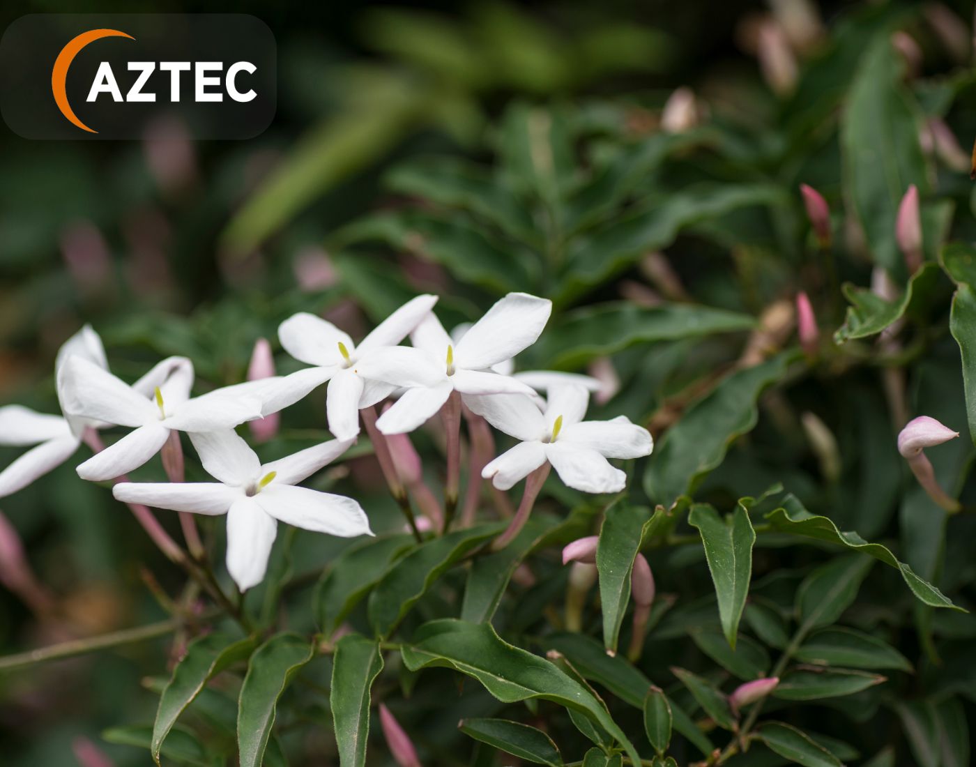 Jasmine - Aztec Plants