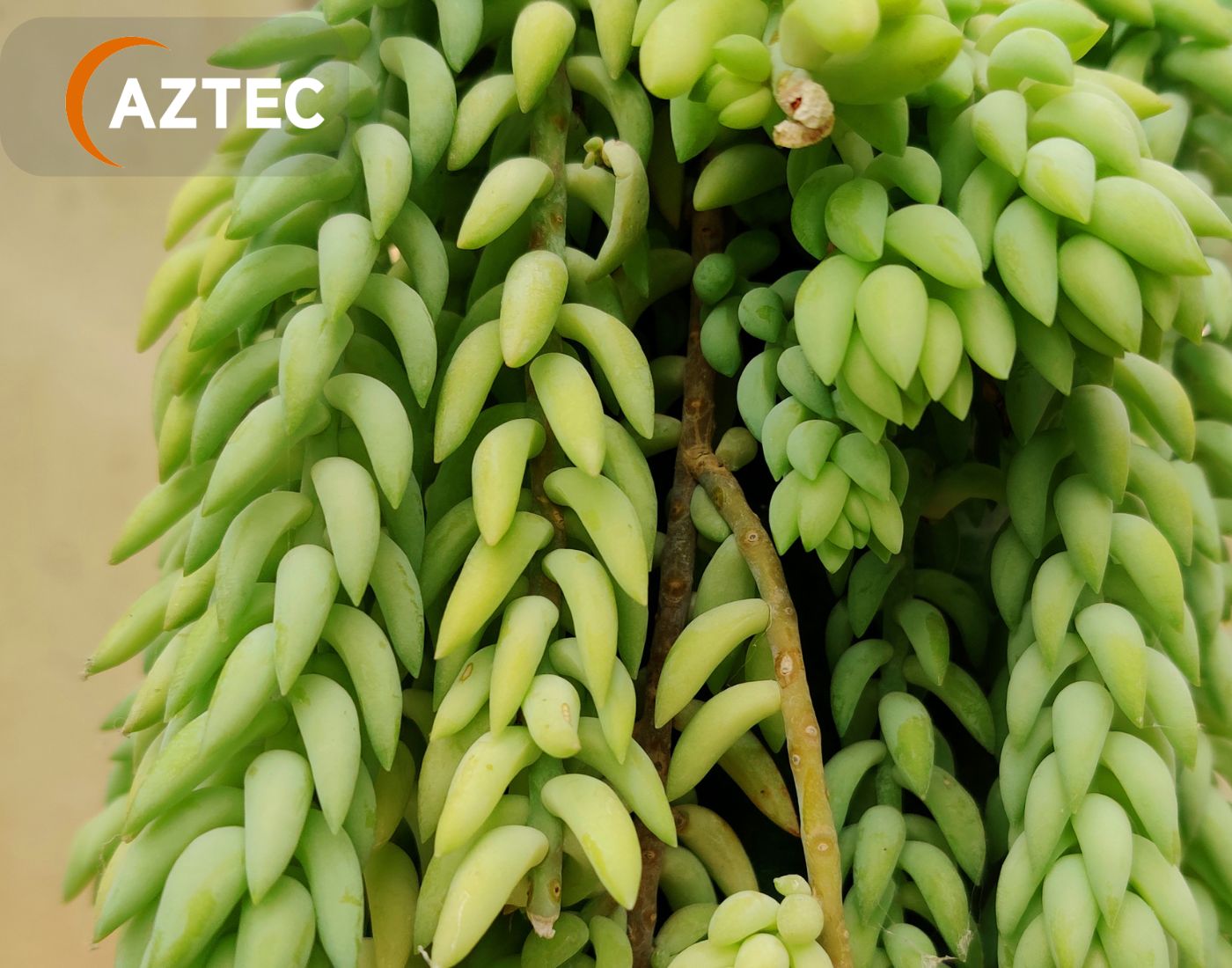 Burro’s Tail - Aztec Plants