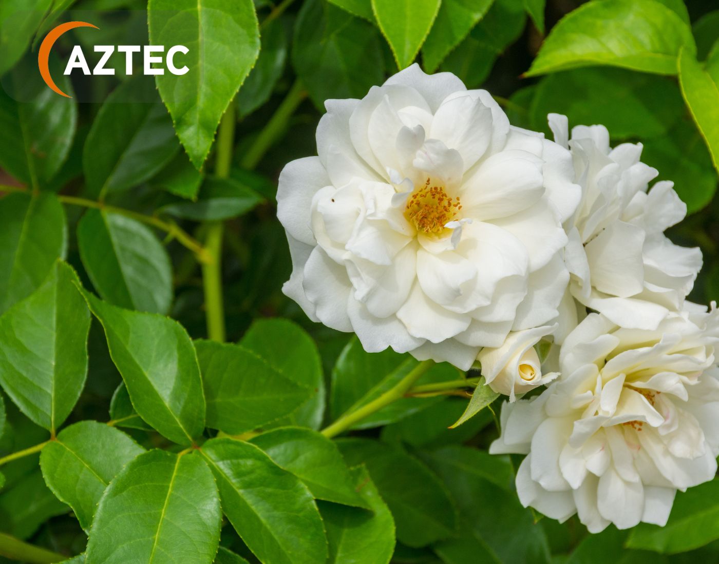 Peony - Aztec Plants