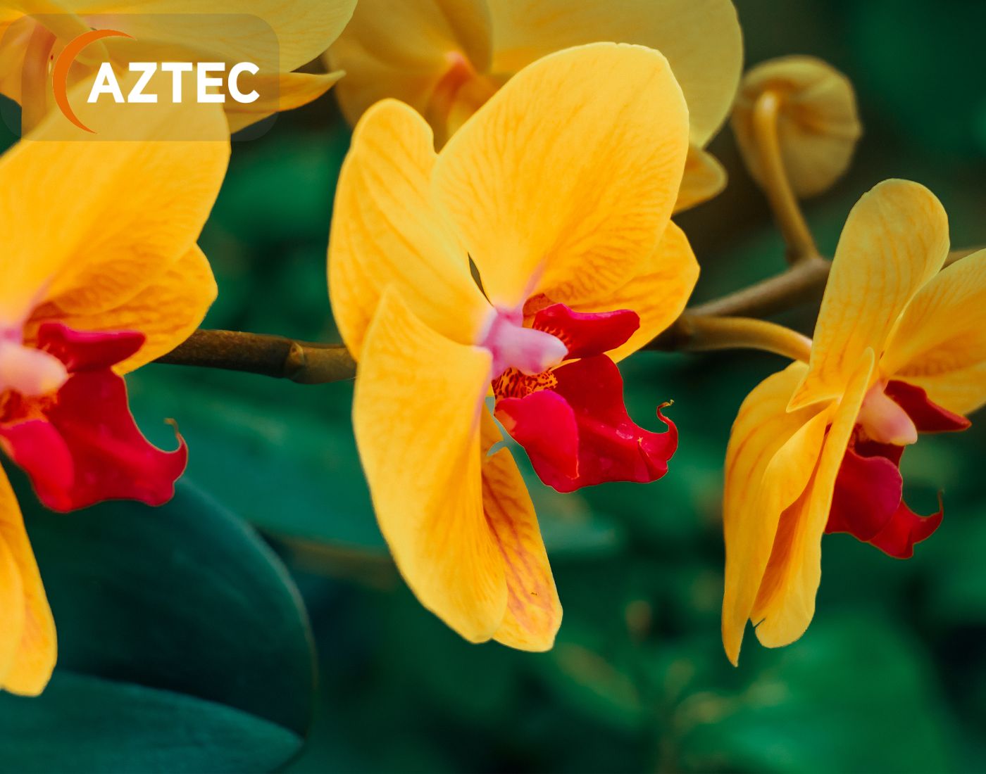 Moth Orchid - Aztec Plants