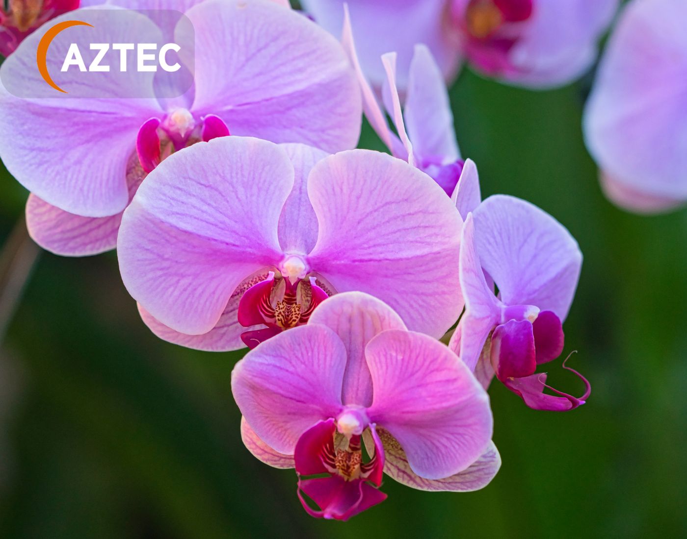 Moth Orchid - Aztec Plants