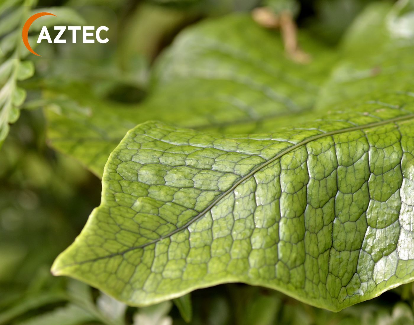 Crocodile Fern - Aztec Plants