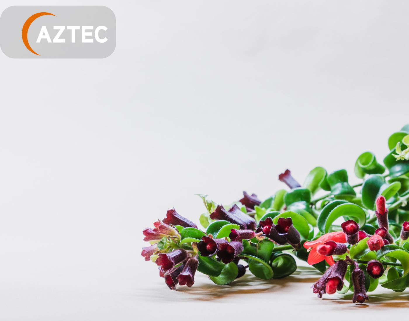 Lipstick Plant - Aztec Plants